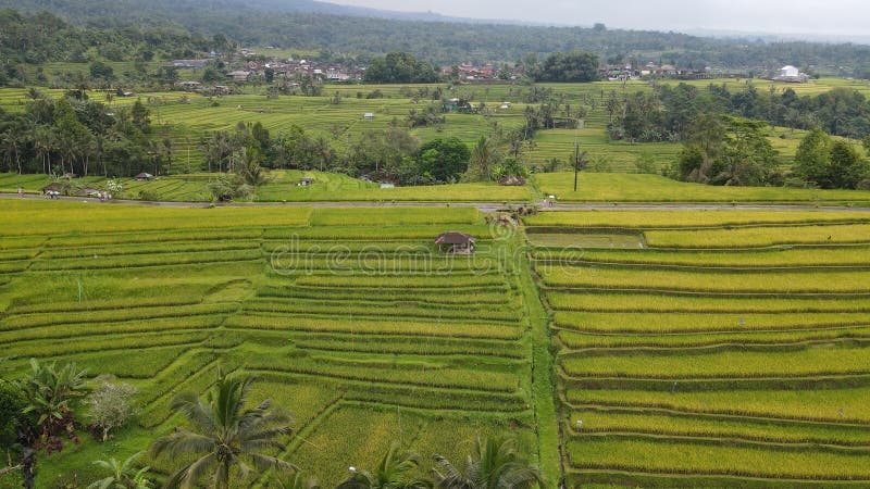 The Bali Terrace Rice Fields Stock Photo - Image of paddy, farm: 262052594