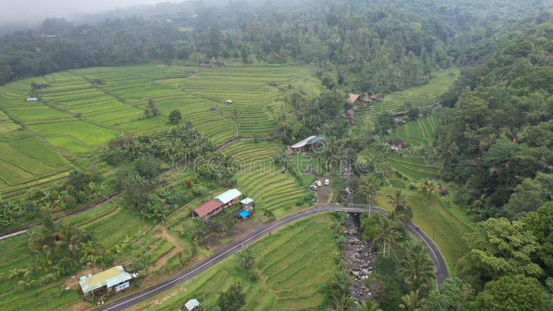 The Bali Terrace Rice Fields Stock Image - Image of cultivate, nature ...