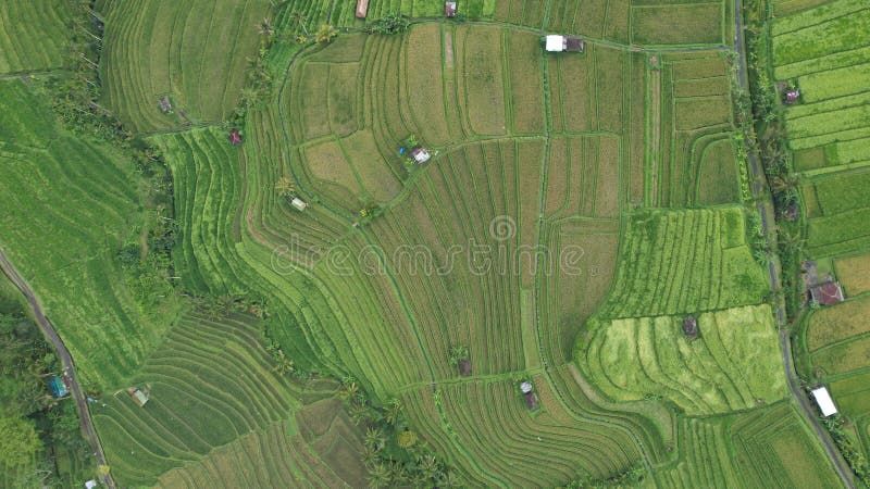 The Bali Terrace Rice Fields Stock Photo - Image of farming, asia ...
