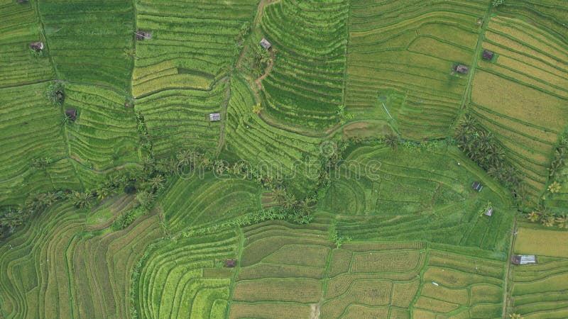 The Bali Terrace Rice Fields Stock Image - Image of bali, jatiluwih ...
