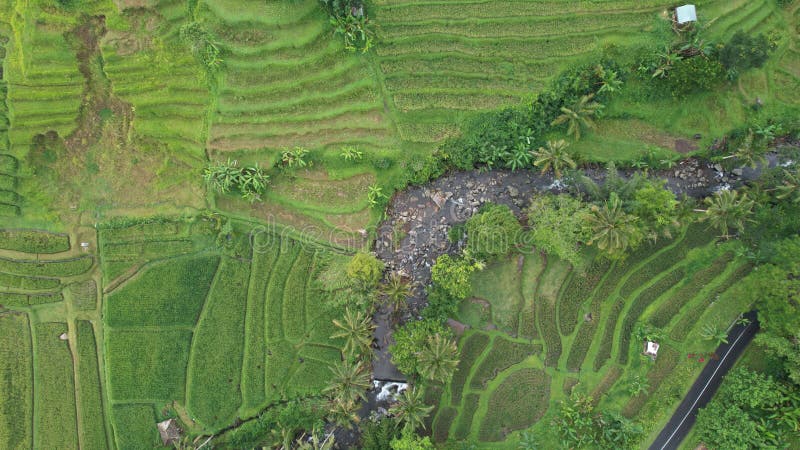 The Bali Terrace Rice Fields Stock Image - Image of bali, grass: 262053395