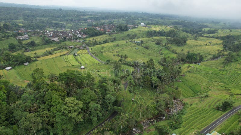 The Bali Terrace Rice Fields Stock Photo - Image of lush, crop: 262053780
