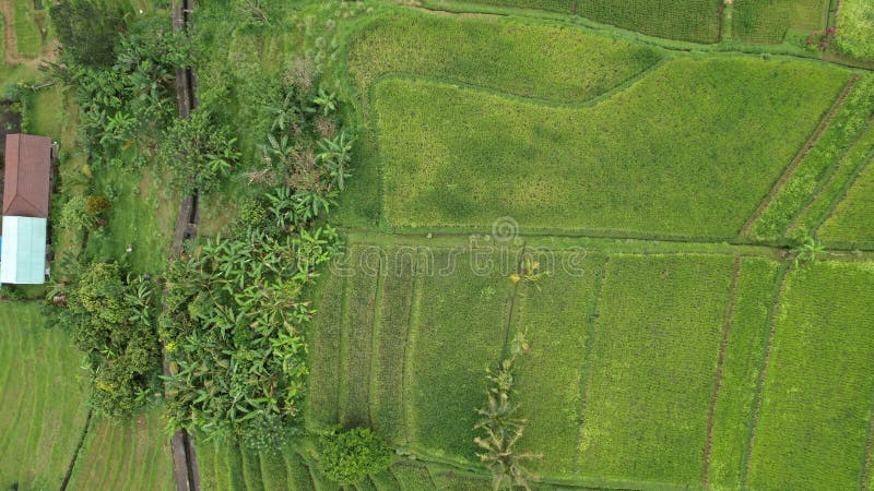 The Bali Terrace Rice Fields Stock Photo - Image of hillside, jungle ...