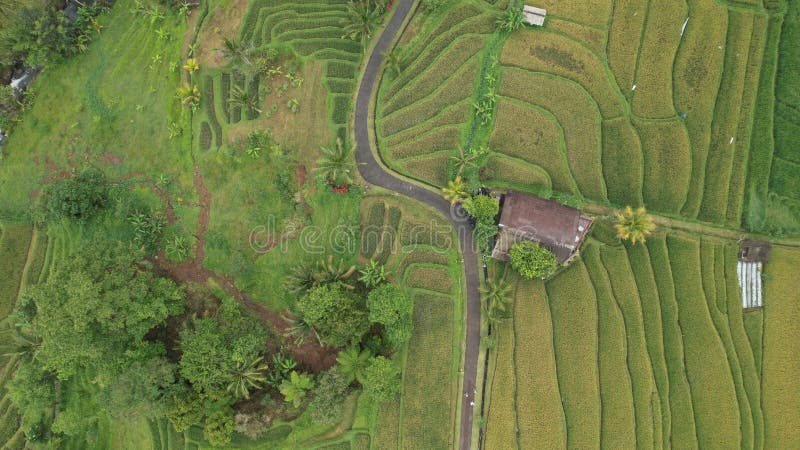 The Bali Terrace Rice Fields Stock Photo - Image of nature, field ...