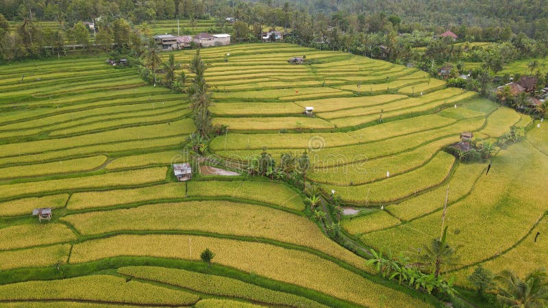 The Bali Terrace Rice Fields Stock Image - Image of green, padi: 262054059