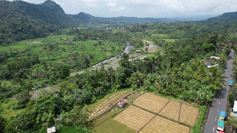 The Bali Terrace Rice Fields Editorial Stock Image - Image of field ...