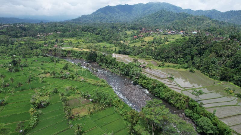 The Bali Terrace Rice Fields Stock Image - Image of field, hill: 262055707