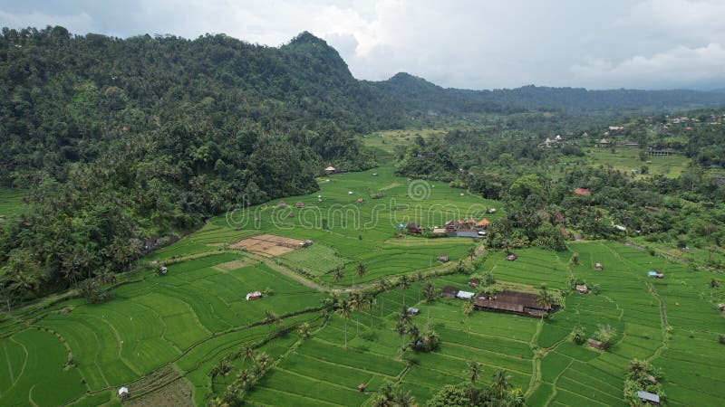 The Bali Terrace Rice Fields Stock Photo - Image of paddy, indonesia ...