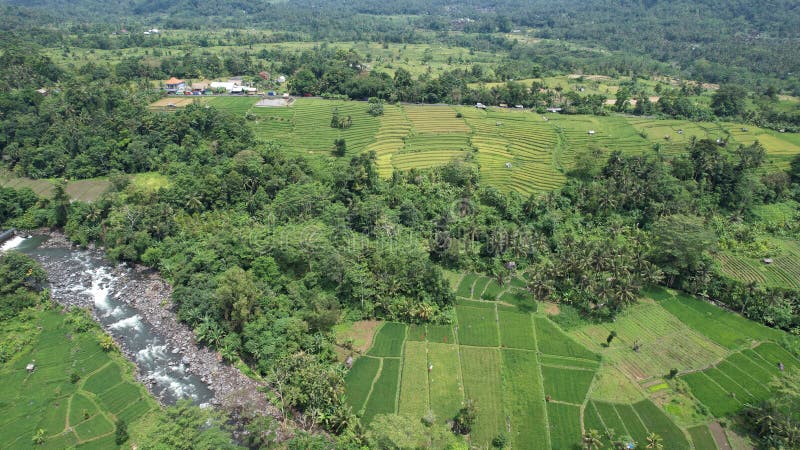 The Bali Terrace Rice Fields Stock Image - Image of cultivation ...