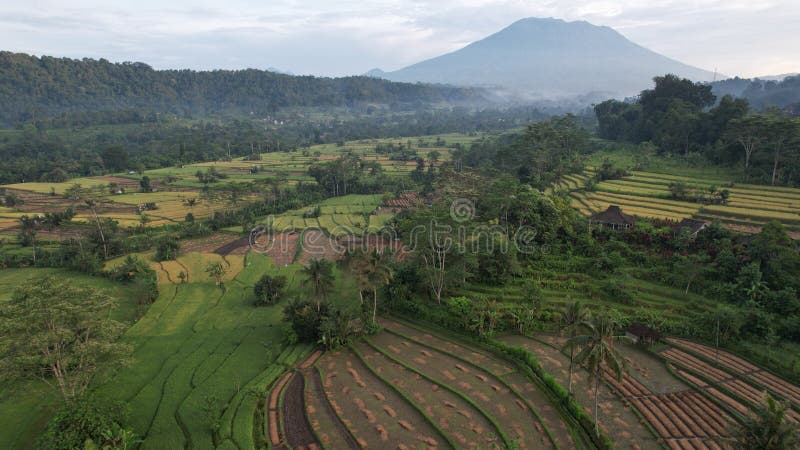 The Bali Terrace Rice Fields Stock Image - Image of aerial, paddy ...