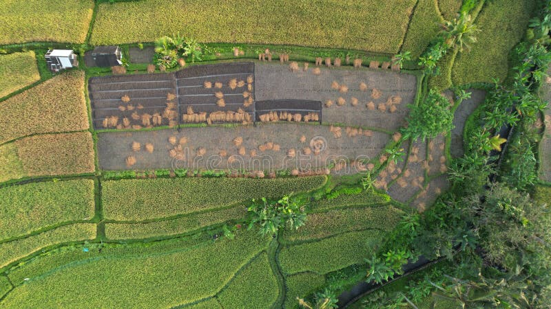 The Bali Terrace Rice Fields Stock Photo - Image of hillside, pattern ...