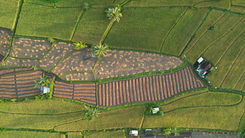 The Bali Terrace Rice Fields Stock Photo - Image of crop, jungle: 262056292