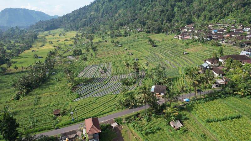 The Bali Terrace Rice Fields Stock Photo - Image of fields, aerial ...