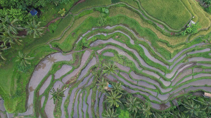 The Bali Terrace Rice Fields Stock Image - Image of grass, golden ...