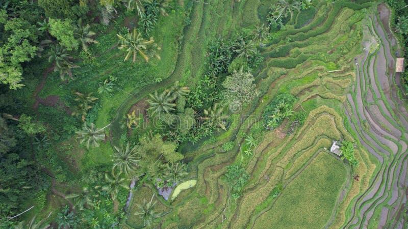The Bali Terrace Rice Fields Stock Photo - Image of farming, aerial ...