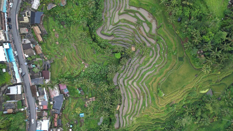 The Bali Terrace Rice Fields Stock Image - Image of paddies, asia ...