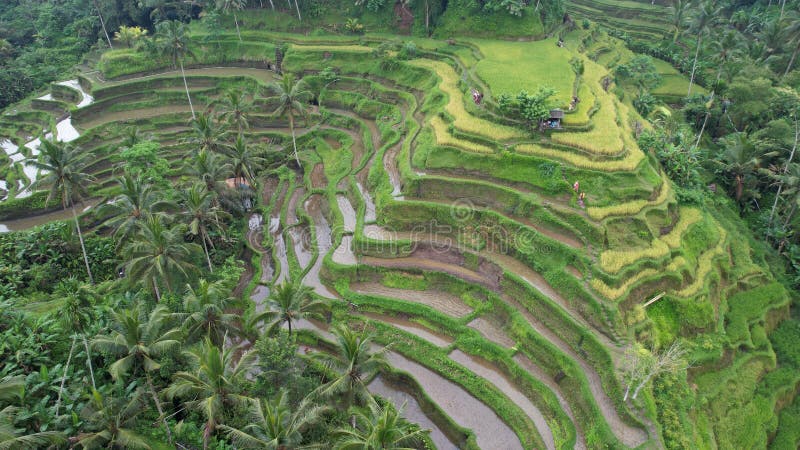 The Bali Terrace Rice Fields Stock Image - Image of green, crop: 267287625