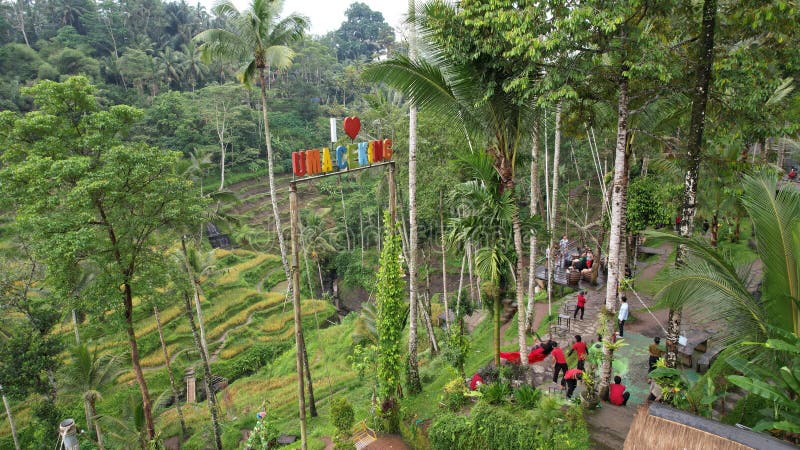 The Bali Terrace Rice Fields Editorial Stock Image - Image of jungle ...