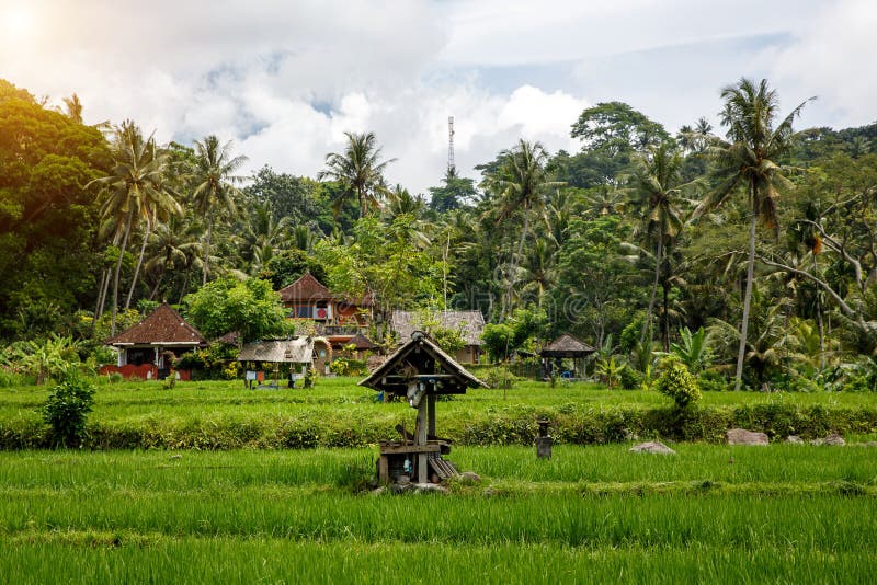 Bali Village Concept. Beautiful Jungle and Rice Fields of Asia Stock ...