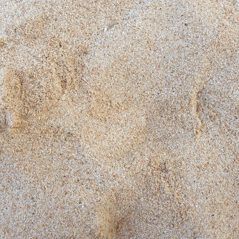 Bali White Beach Sand Grain Closeup Stock Image - Image of wood ...