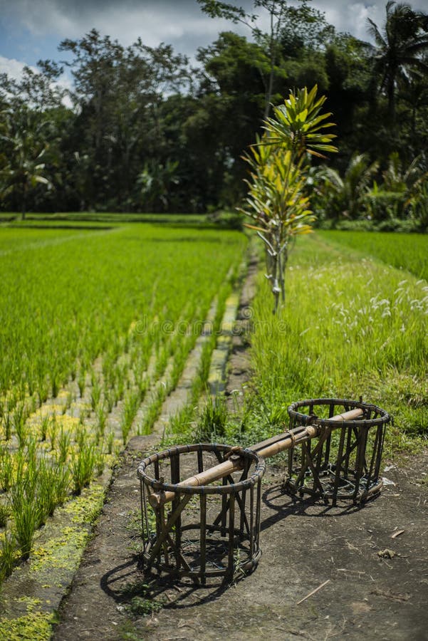 Balinese Carrying Bamboo Baskets Stock Image - Image of rice, asian ...