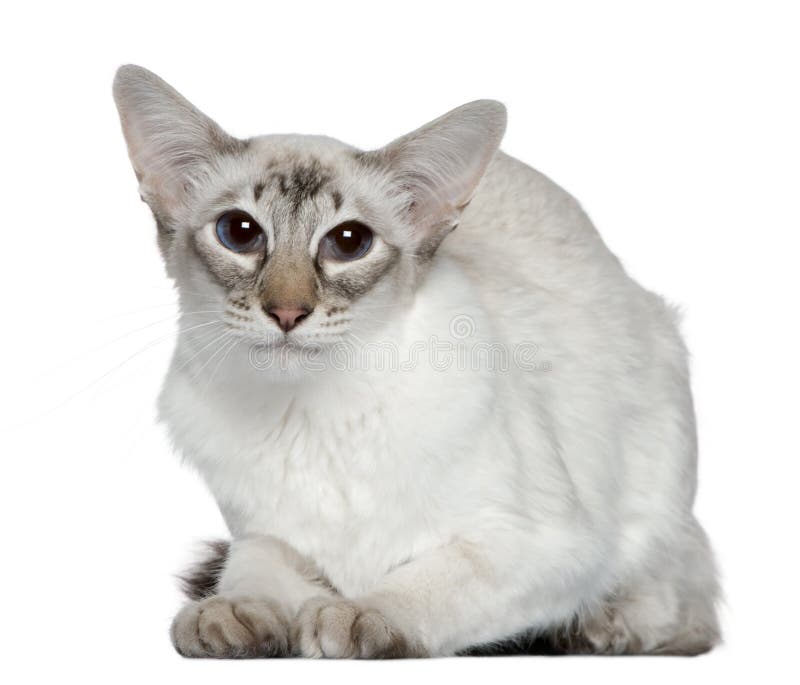 Blue Point Balinese Cat