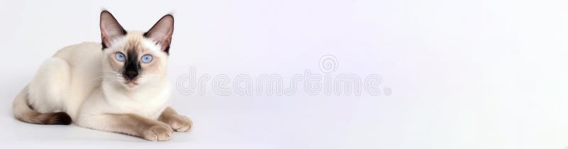 Balinese Cat on White Background. Banner, Panorama or Website Header ...
