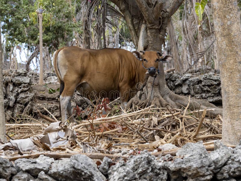 Bali Cattle Calf stock photo. Image of banteng, domesticated - 28319054