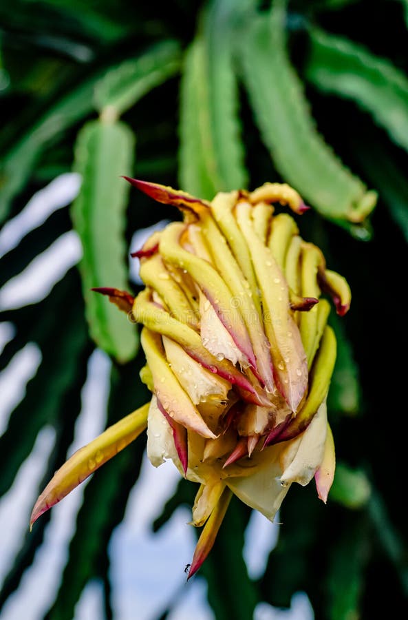 Flowering Dragon Fruit Tree Stock Photo - Image of branch, dragon ...