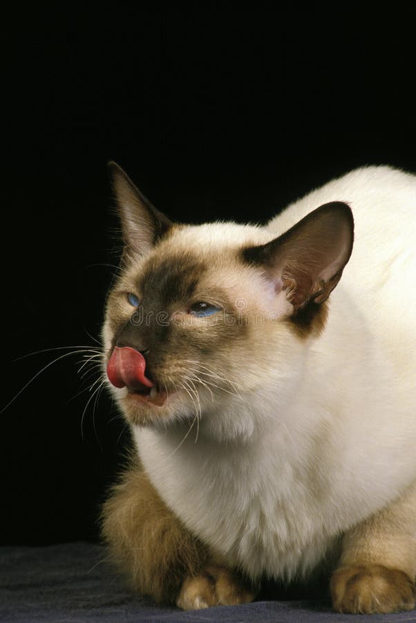 Balinese Domestic Cat Licking Its Chops Stock Photo - Image of animals ...