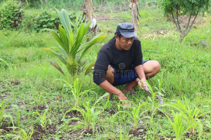 The Balinese Farmer Cleaning the Farm in the Field Stock Photo - Image ...