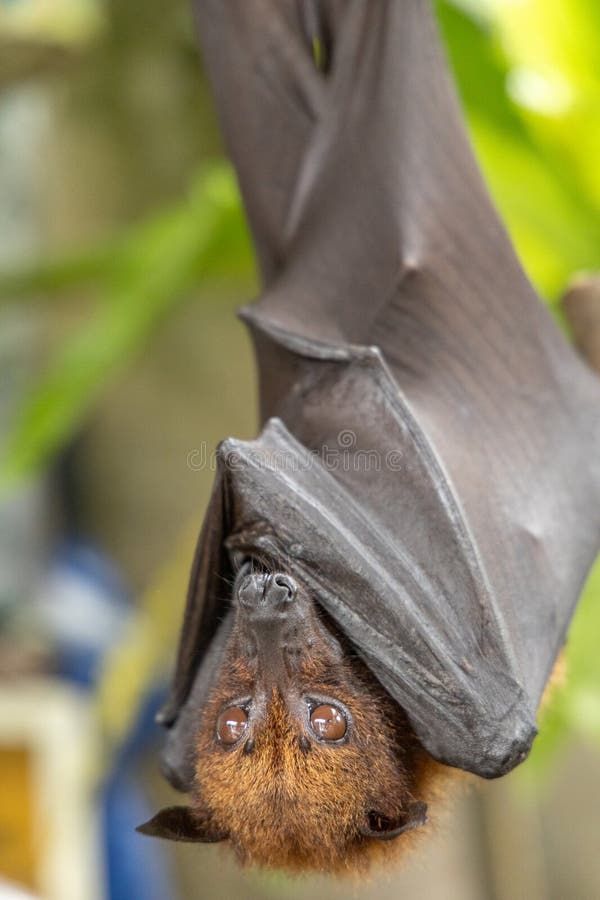 Balinese Flying Fox Hanging Upside Down 1 Stock Photo - Image of ...