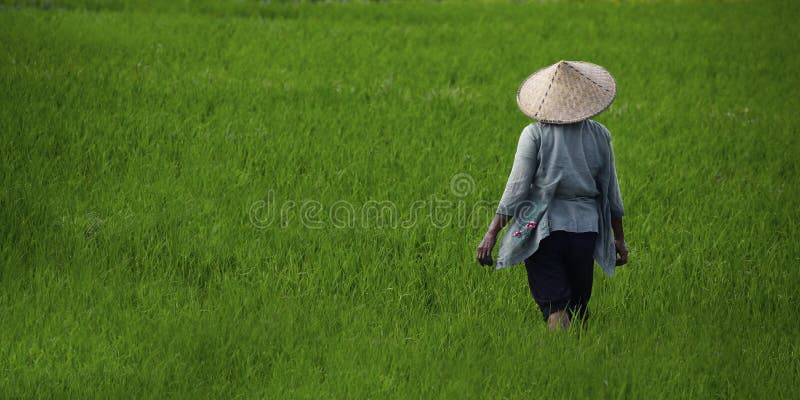 Balinese with Hat Working in Rice Field Stock Image - Image of china ...