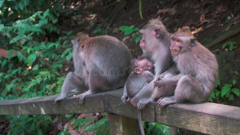 Balinese Long Tailed Macaque Monkeys in Ubud Monkey Forest, Ubud, Bali ... Balinese Long Tailed Macaque Monkeys in Ubud Monkey Forest, Ubud, Bali ...