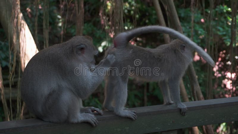 Balinese Long Tailed Macaque Monkeys in Ubud Monkey Forest, Bali ... Balinese Long Tailed Macaque Monkeys in Ubud Monkey Forest, Bali ...