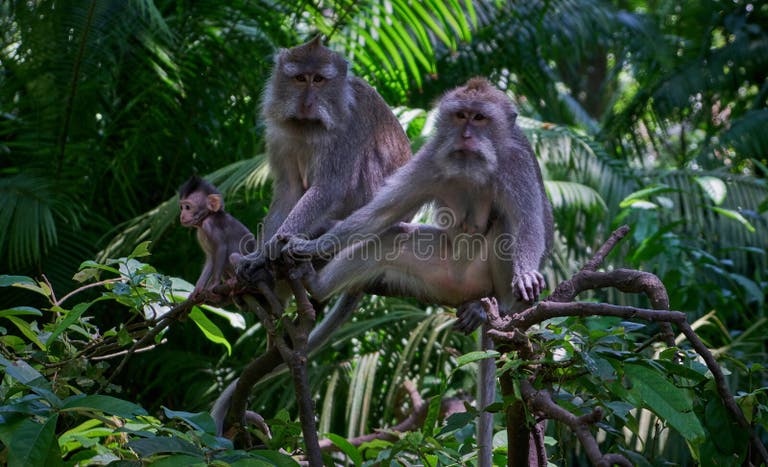 Balinese Long Tailed Macaque Monkeys in Ubud Monkey Forest, Ubud, Bali ... Balinese Long Tailed Macaque Monkeys in Ubud Monkey Forest, Ubud, Bali ...