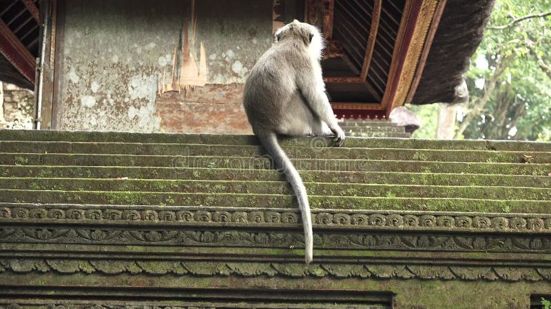 Balinese Long-tailed Monkeys, Ubud, Bali Stock Footage - Video of ...