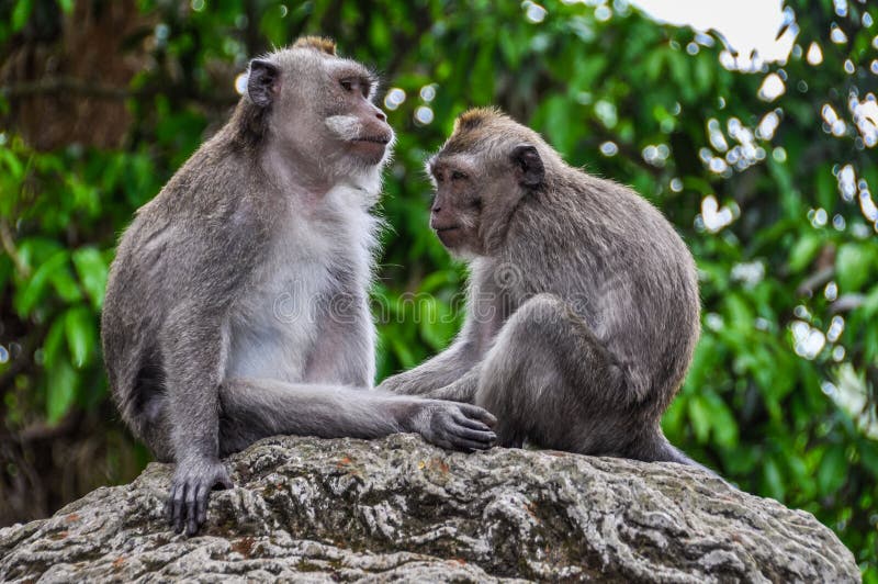 Balinese Macaques in Monkey Forest in Ubud, Bali Stock Photo - Image of ...