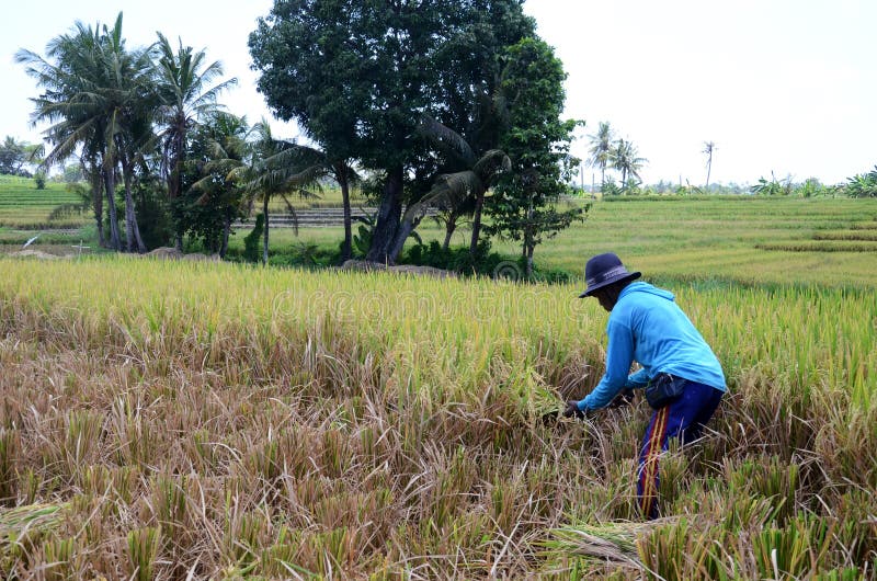 Balinese Man Working in the Terraced Rice Fields Editorial Stock Photo ...