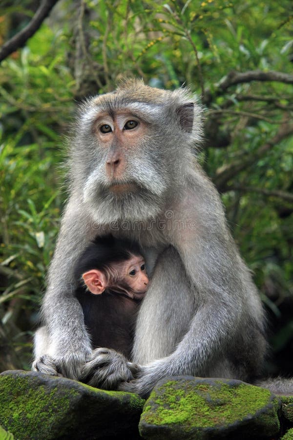 Balinese Monkey with child stock image. Image of indonesia - 81325969