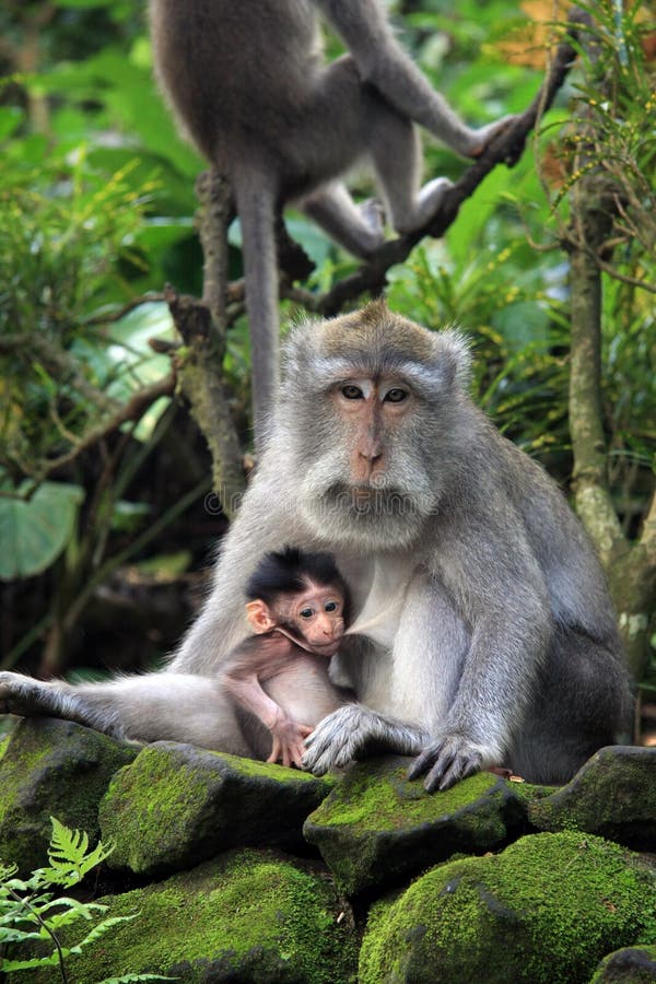 Balinese Monkey with child stock image. Image of indonesia - 81326643