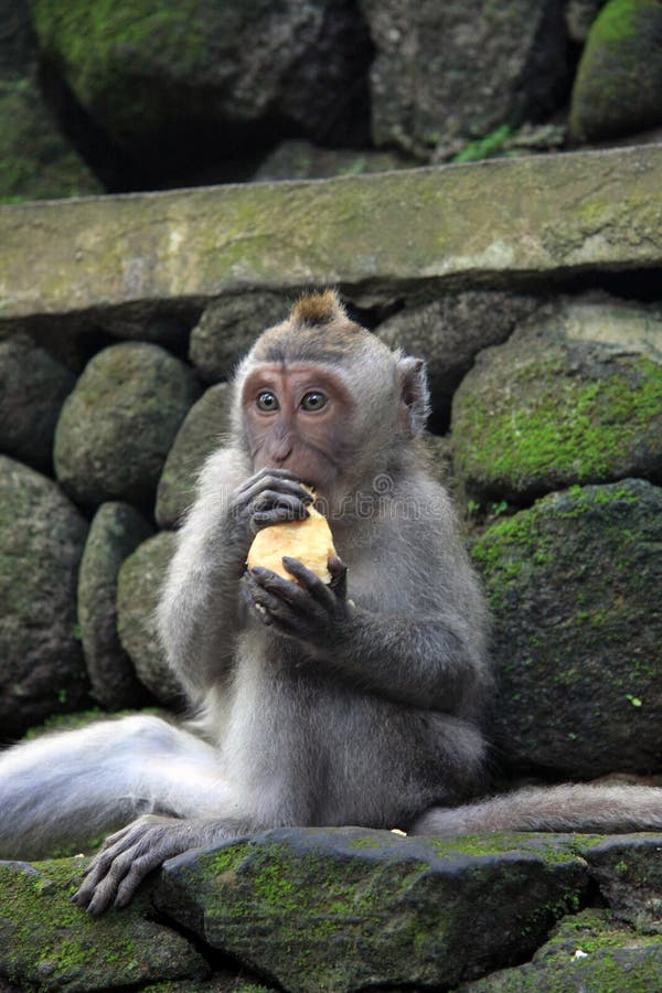 Balinese Monkey Eating Food Stock Image - Image of asia, travel: 81326731