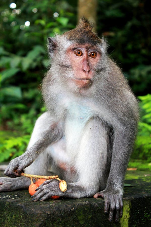 Balinese Monkey stock image. Image of tradition, indonesia - 36336053