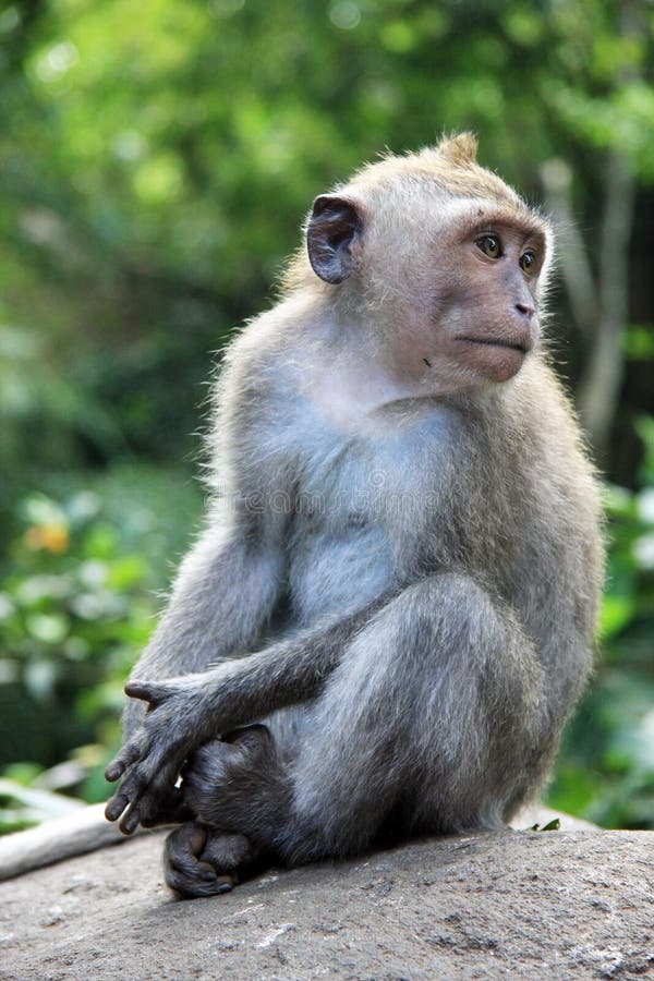 Balinese Monkey stock image. Image of family, ubud, tropical - 81325925