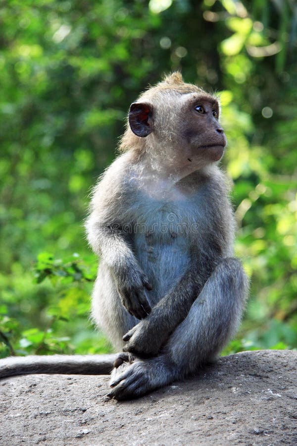 Balinese Monkey Eating Food Stock Photo - Image of bali, jungle: 81326372