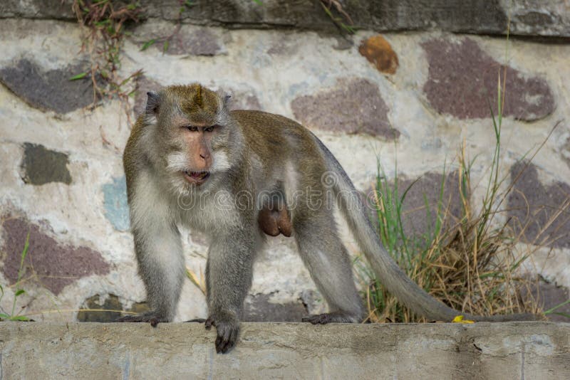 Balinese monkey on a wall stock image. Image of asia - 182763305
