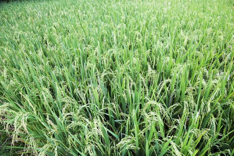 Balinese Paddy Field, Indonesia Stock Photo - Image of rice, staple ...