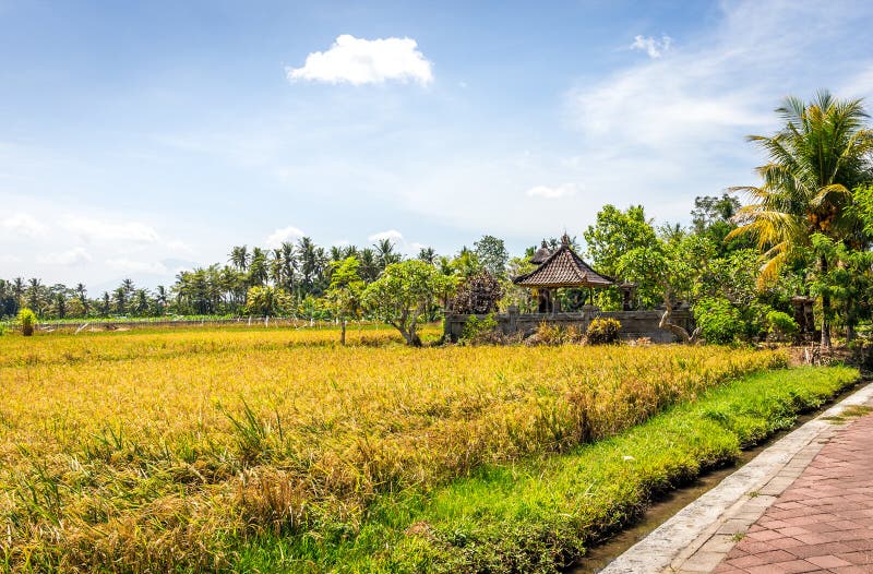 Balinese rice fields stock image. Image of meadow, grains - 132446185