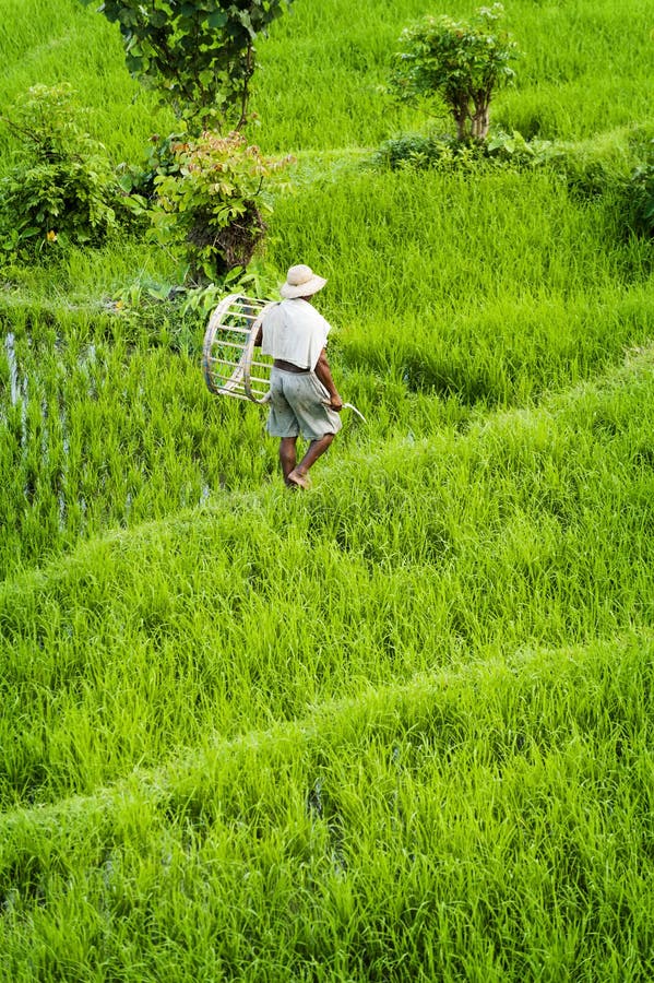 Balinese-Reis-Feld redaktionelles foto. Bild von arbeit - 42008001