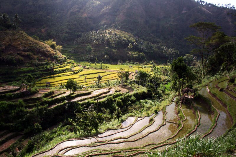 Balinese rice field stock image. Image of field, terraces - 14198121